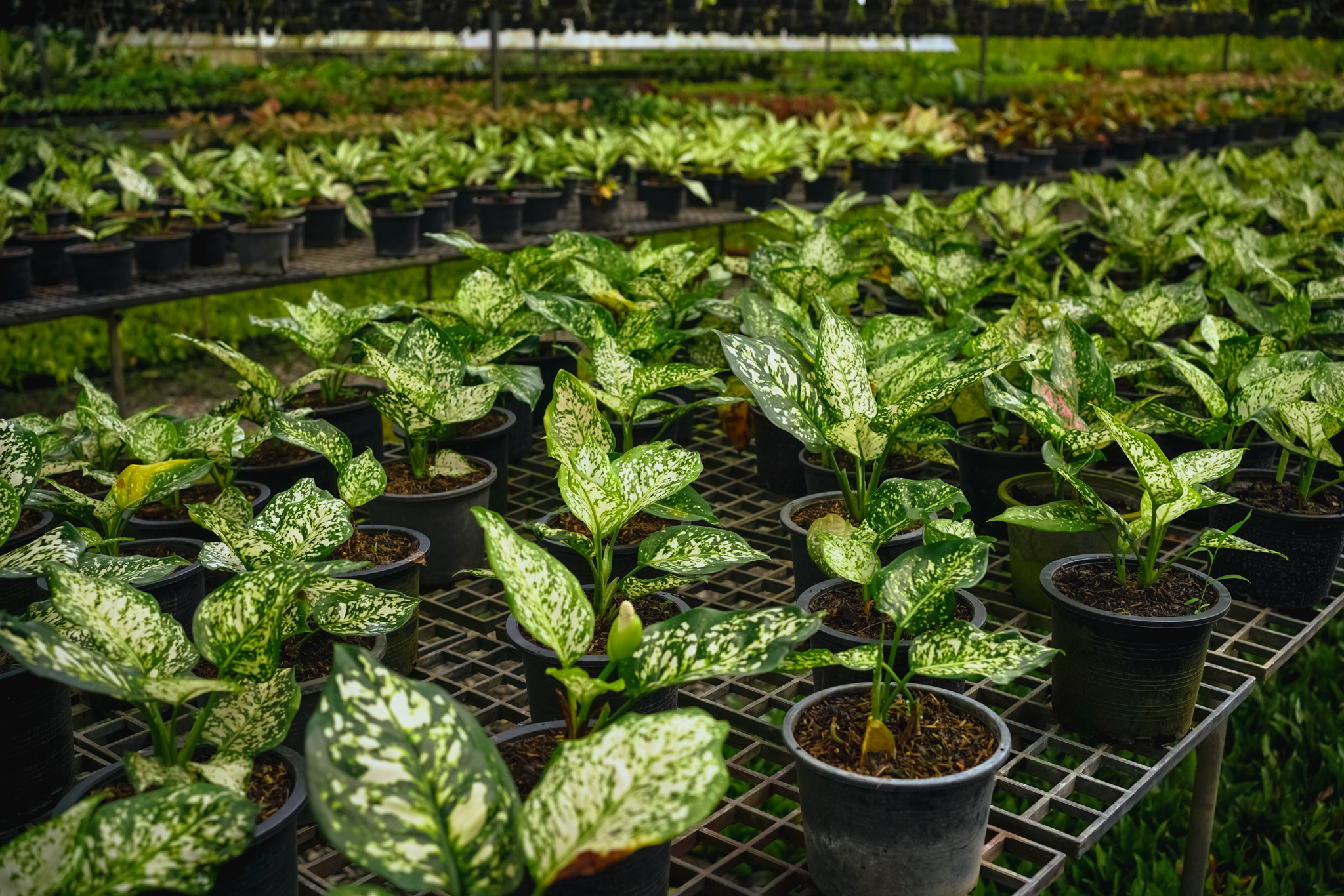 INDOOR PLANT NURSERY