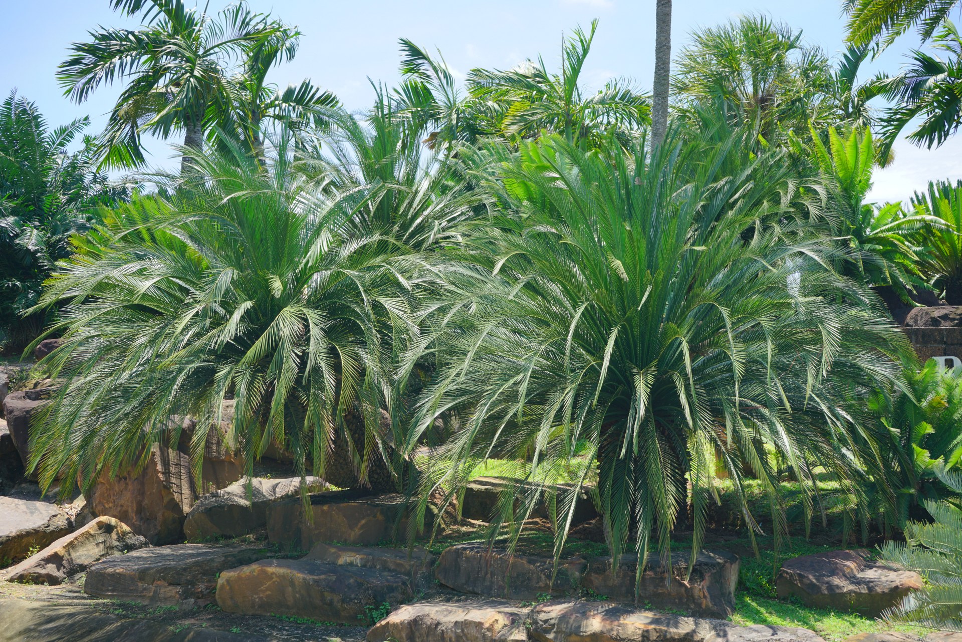 The Diversity of Global Flora at Nongnooch Garden’s Hortus Botanicus: A ...